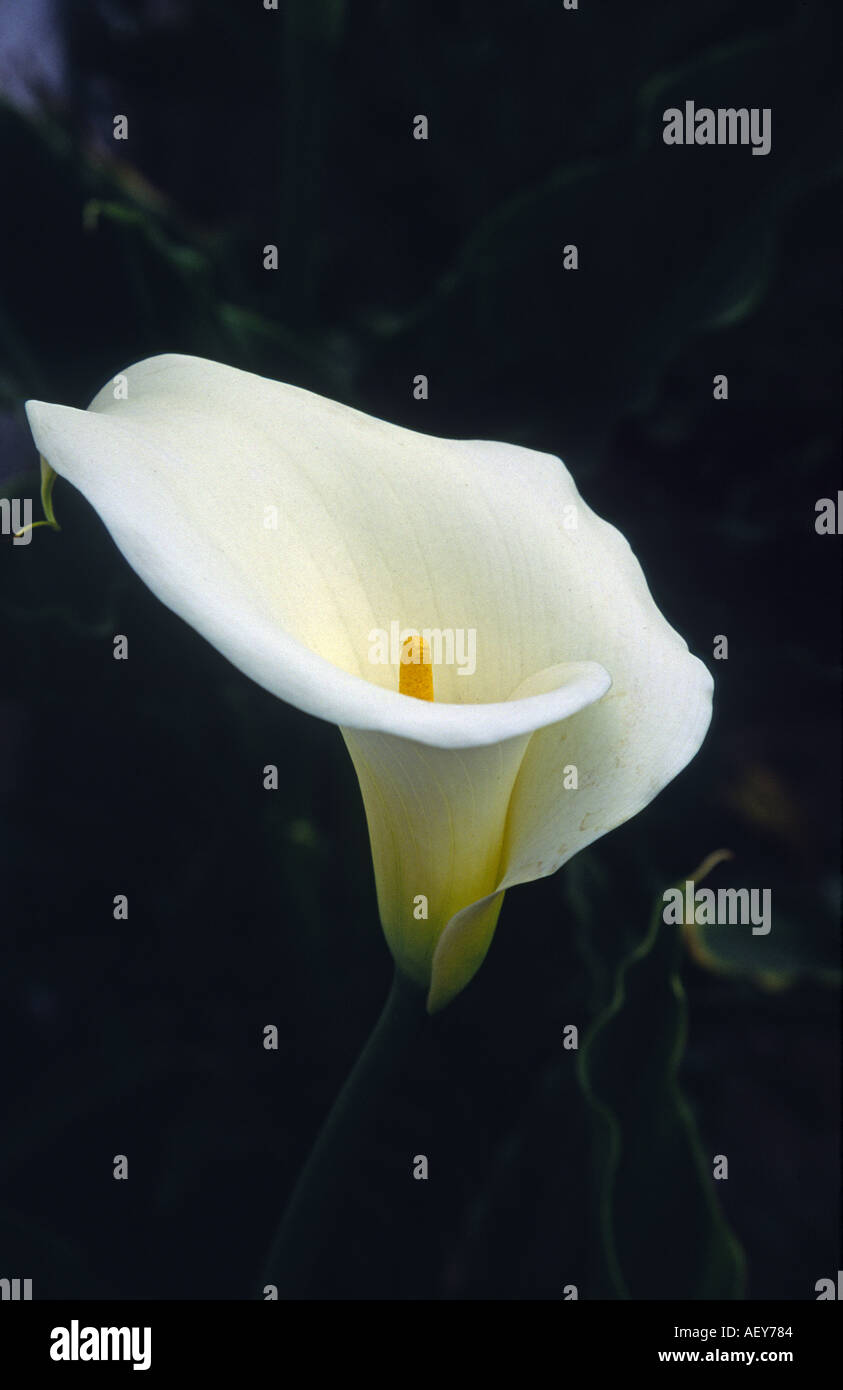 Single white lilly Equador Stock Photo - Alamy