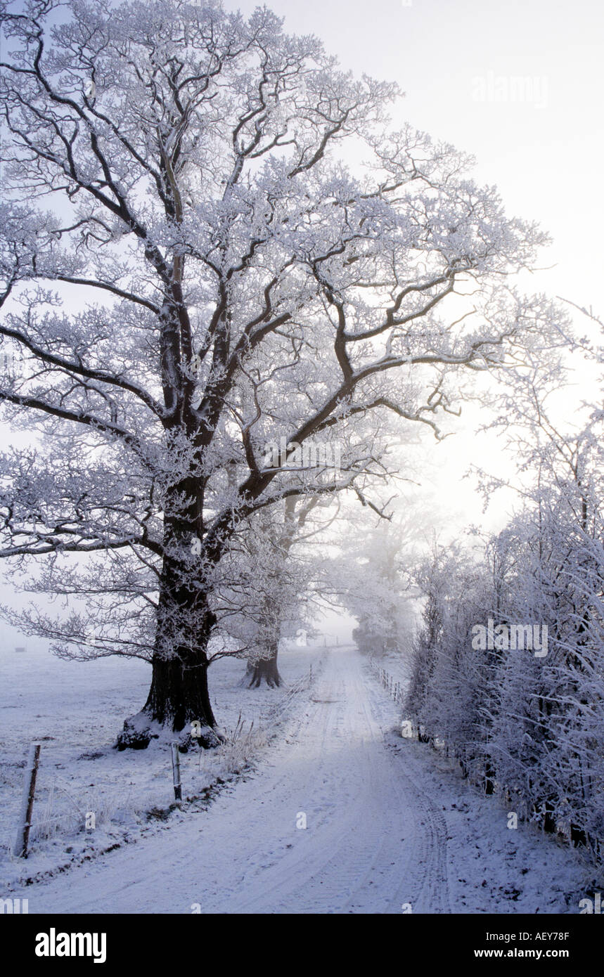 Snow covered trees and footpath Northern Ireland UK Stock Photo - Alamy