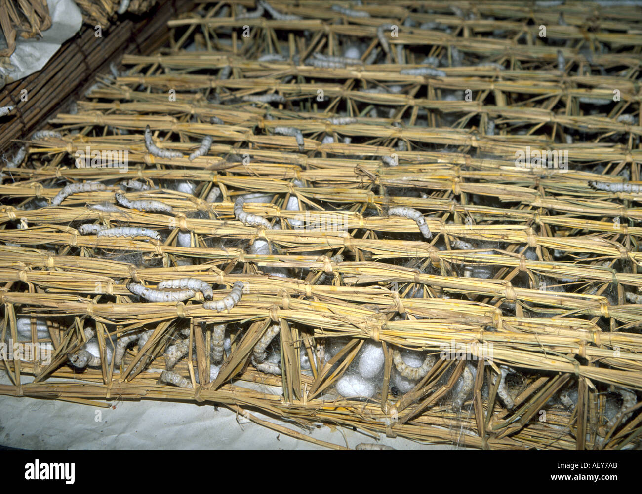 Silk worm cocoons hi-res stock photography and images - Alamy