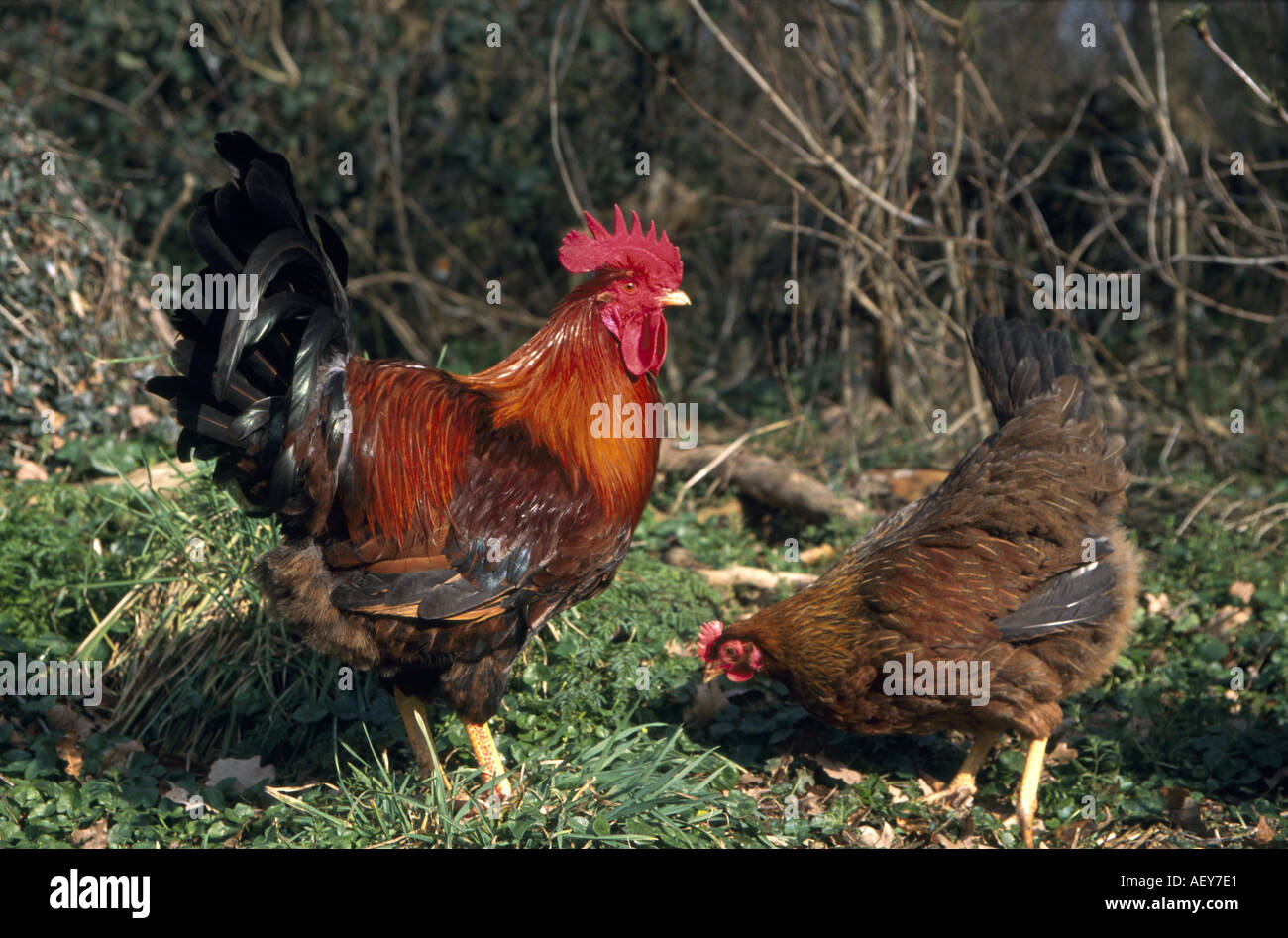 Rooster and Hen Stock Photo - Alamy