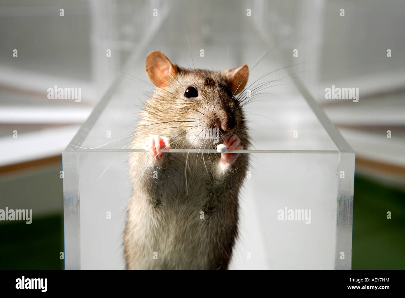 Lab Rat in psychology experiment glass maze in a science laboratory ...