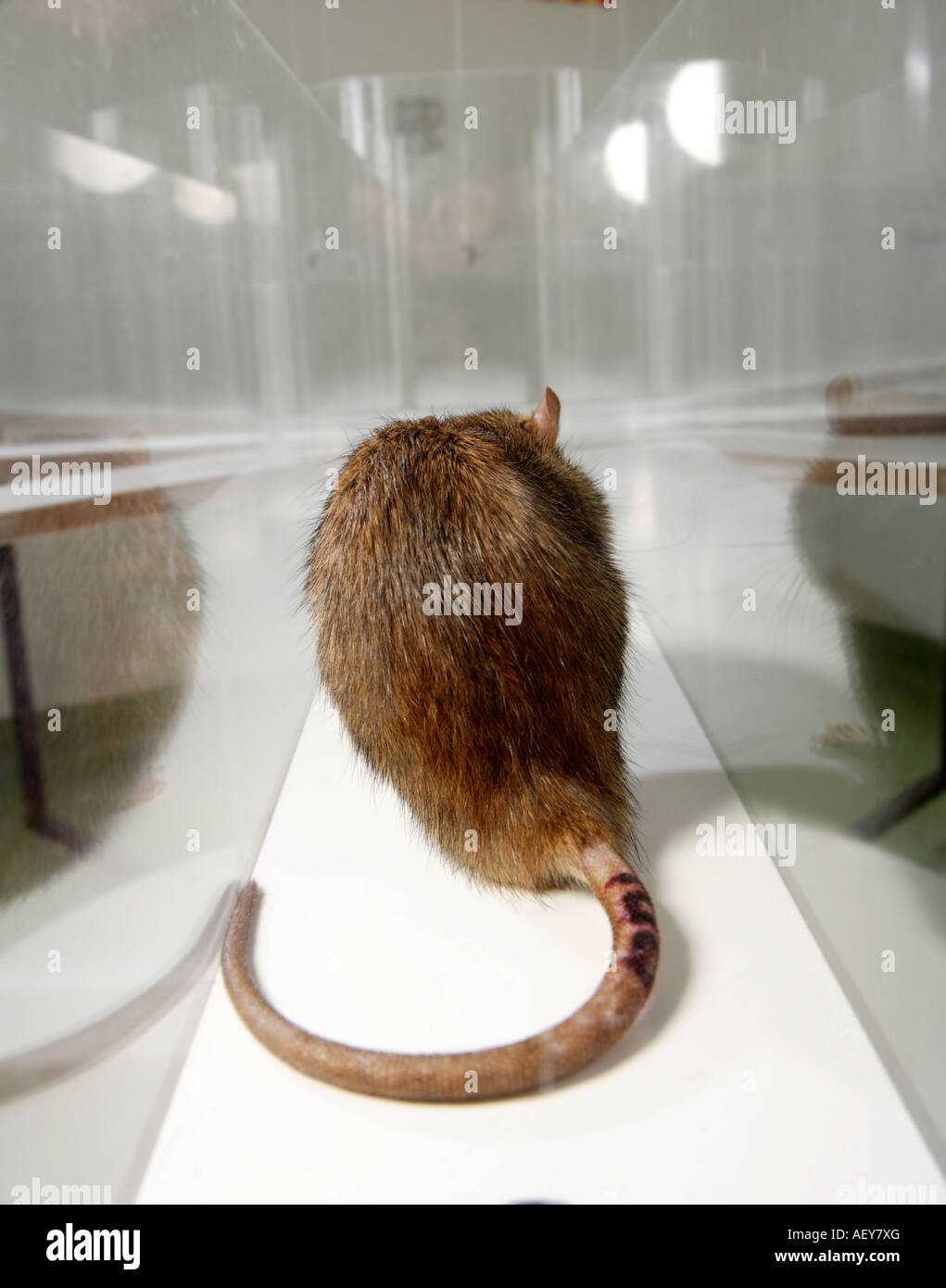Lab Rat in psychology experiment glass maze in a science laboratory ...