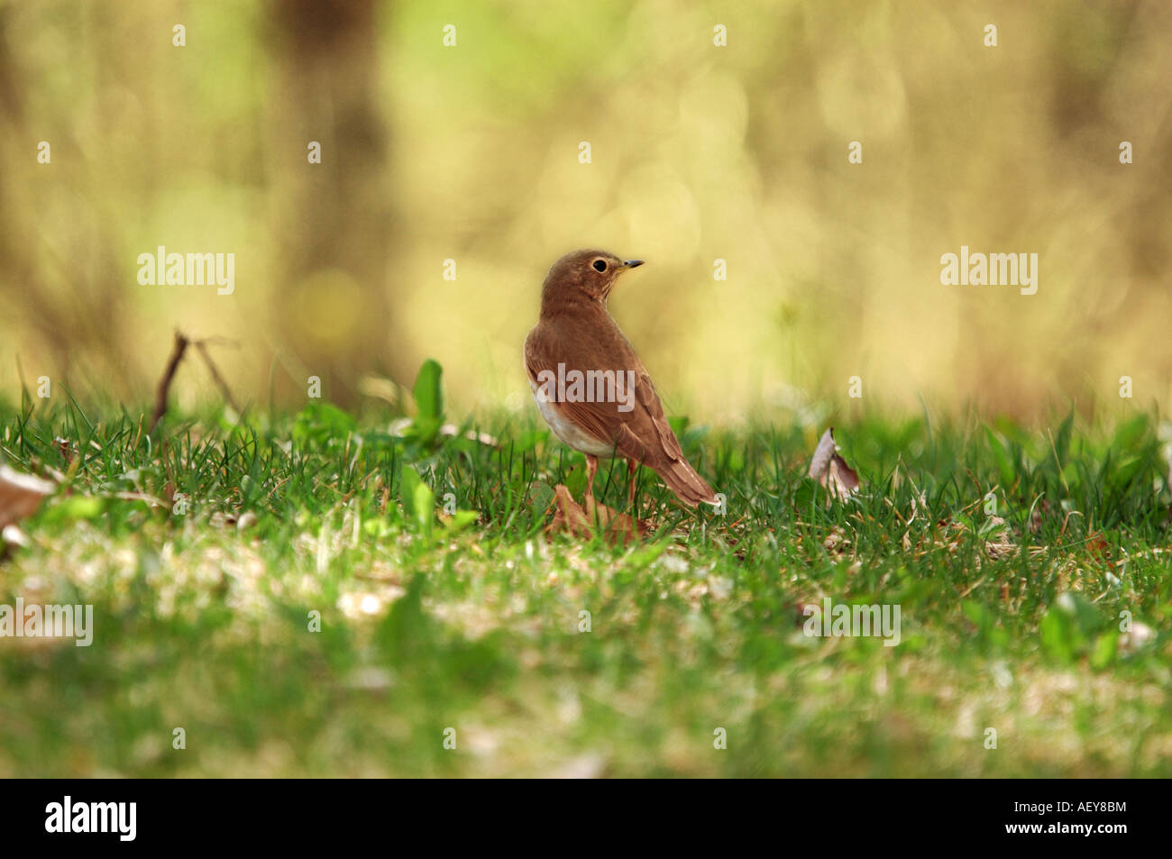 Bird shot from ground level Stock Photo - Alamy