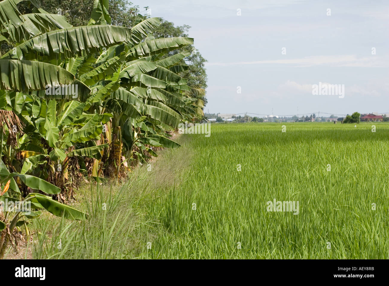 Padi field sekinchan malaysia sekinchan hi-res stock photography and ...