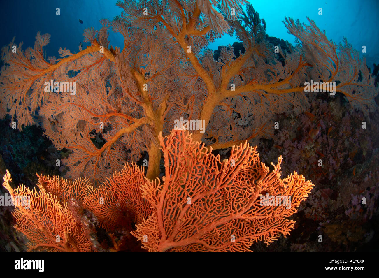 gorgonian sea fan Stock Photo - Alamy