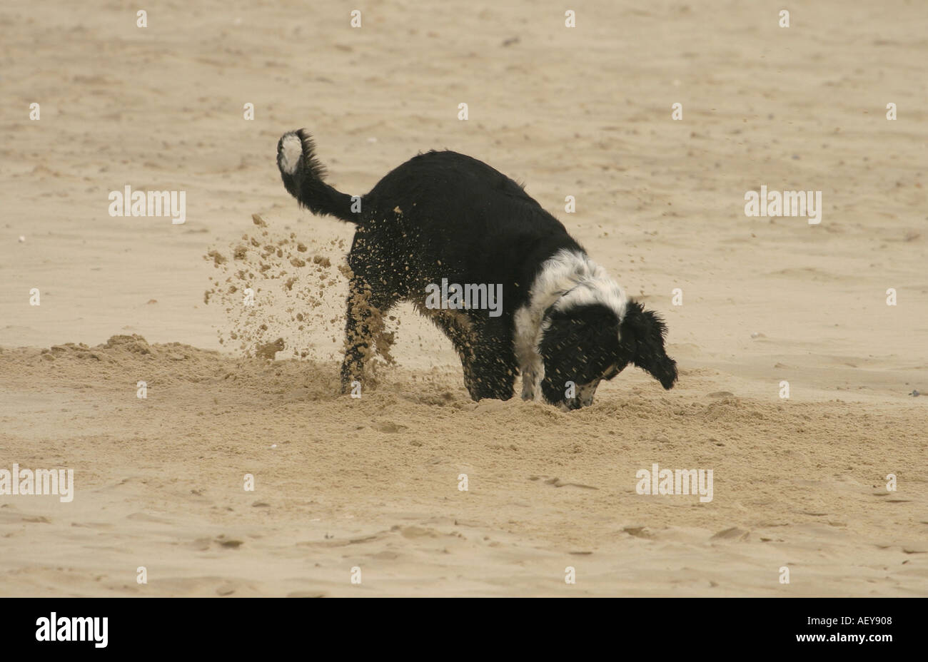 Dog digging insand on a beach Stock Photo - Alamy
