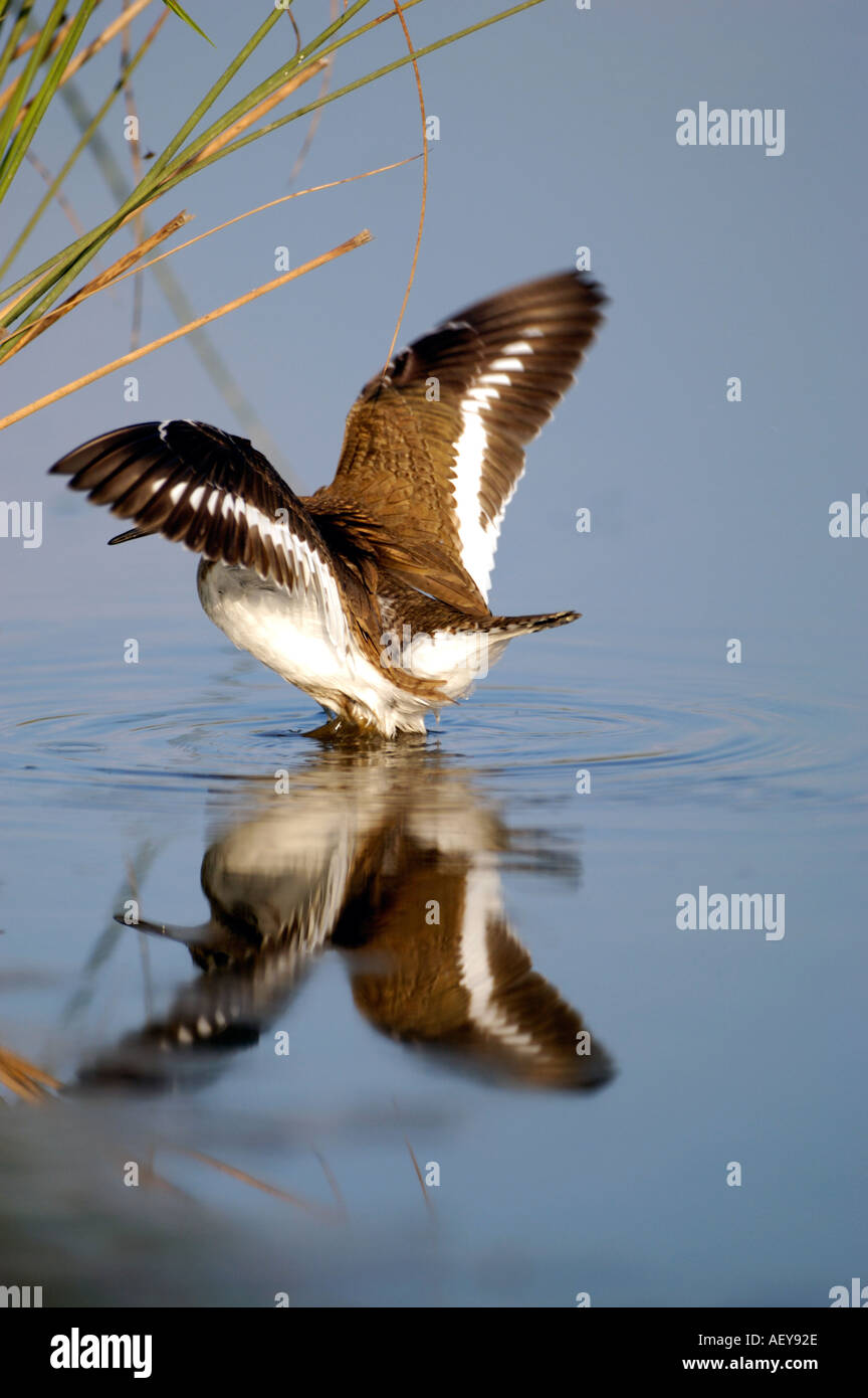 Common Sandpiper. Actitis hypoleucos. Wings up, possible 'mystery bird ...