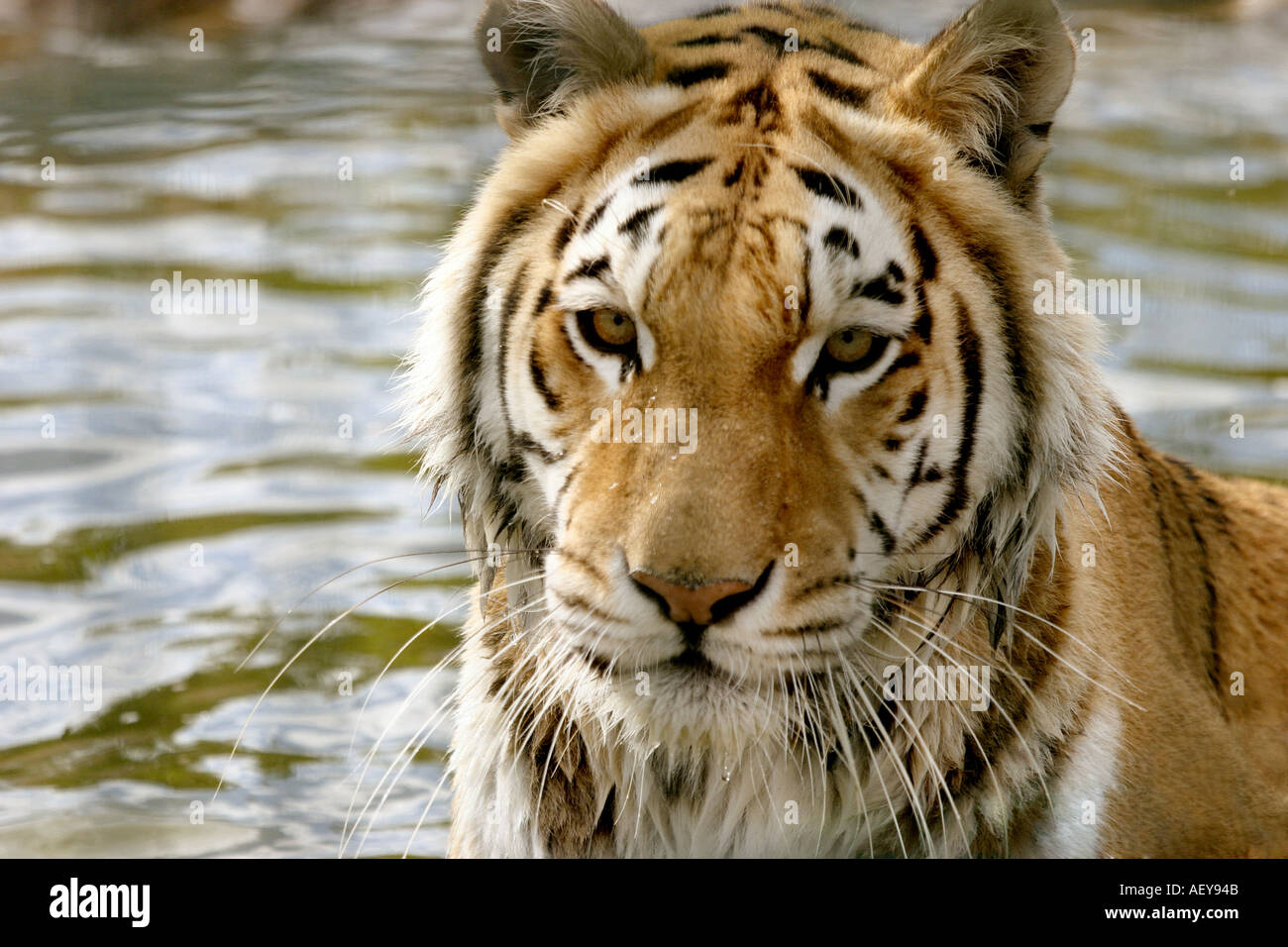 Tiger in water Stock Photo - Alamy
