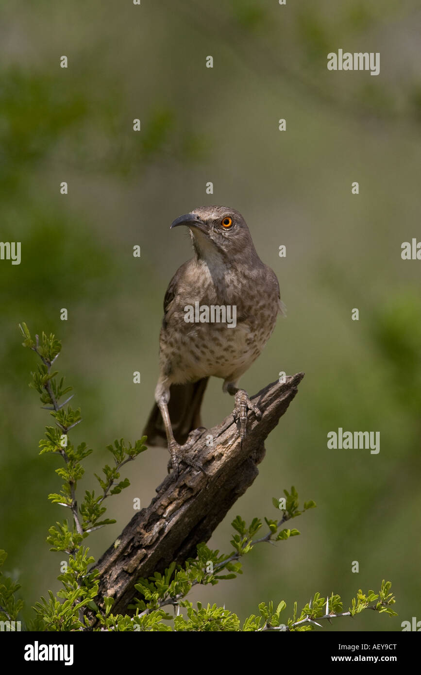 Curve billed Thrasher Stock Photo - Alamy