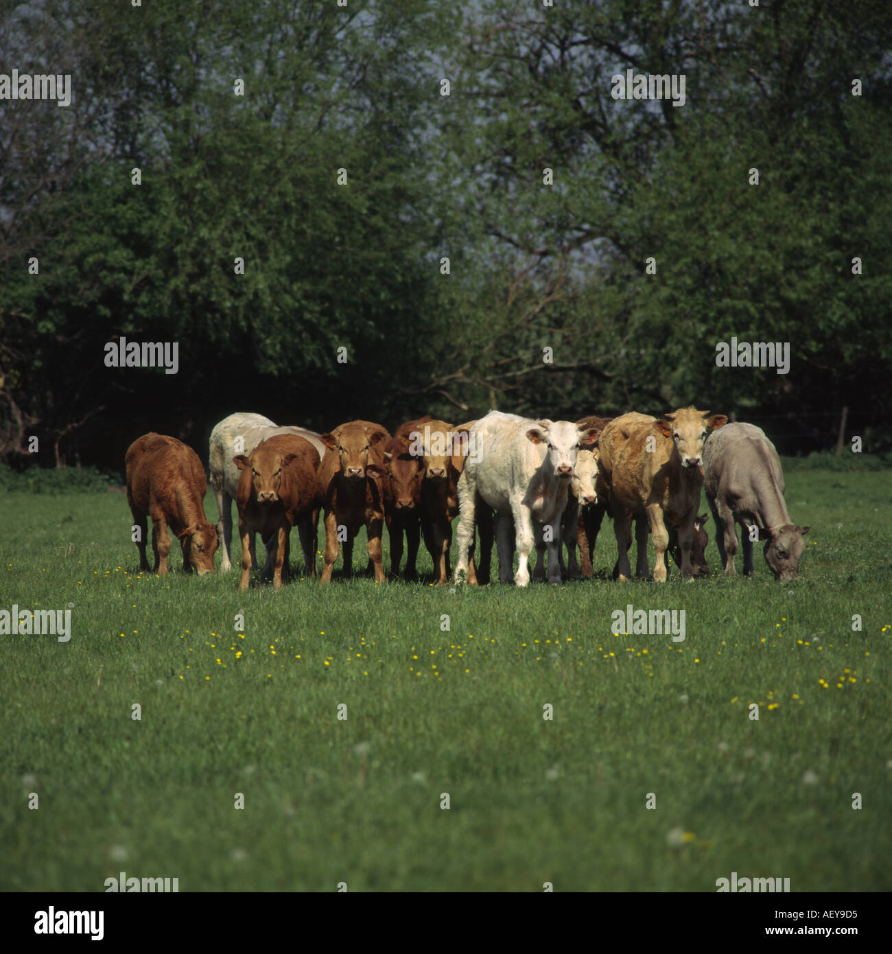 Cows huddled together hi-res stock photography and images - Alamy