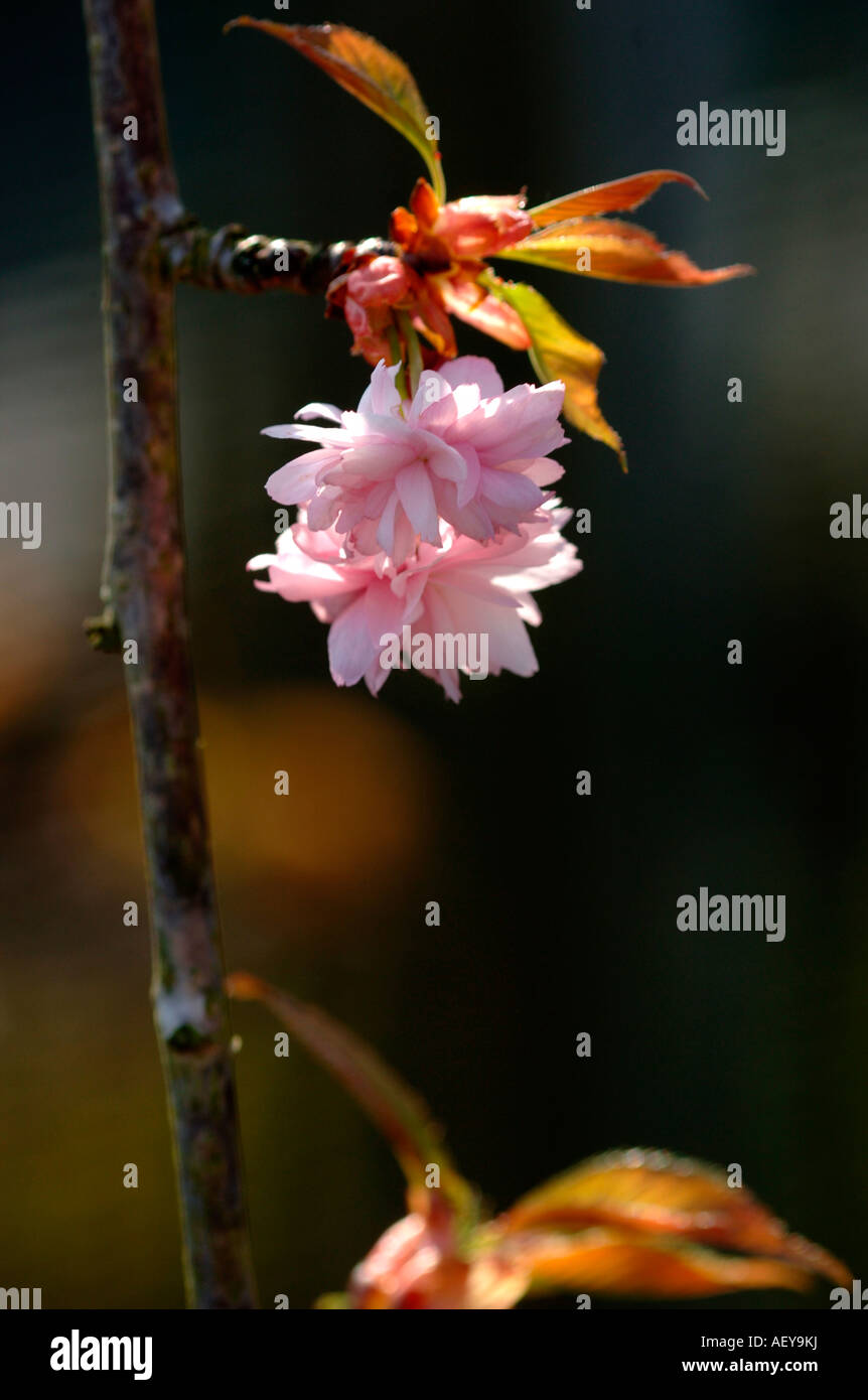 Weeping Cherry Tree Flower Stock Photo - Alamy