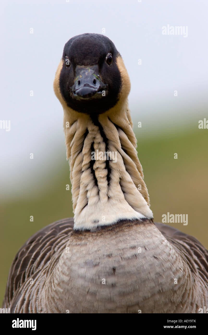 Nene goose uk hi-res stock photography and images - Alamy