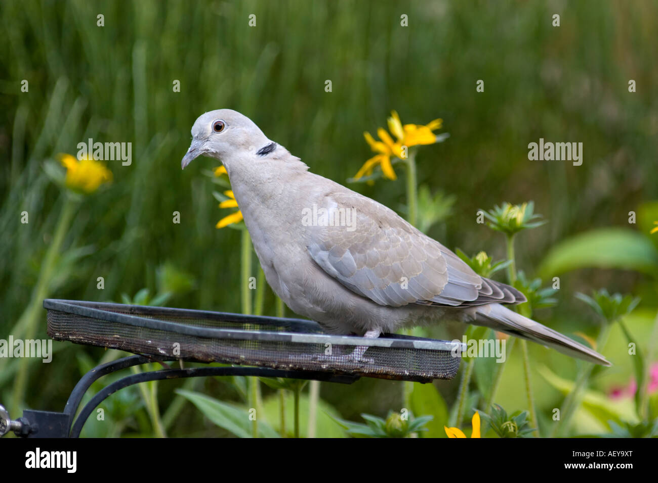 Collared Dove on garden feeder Stock Photo - Alamy