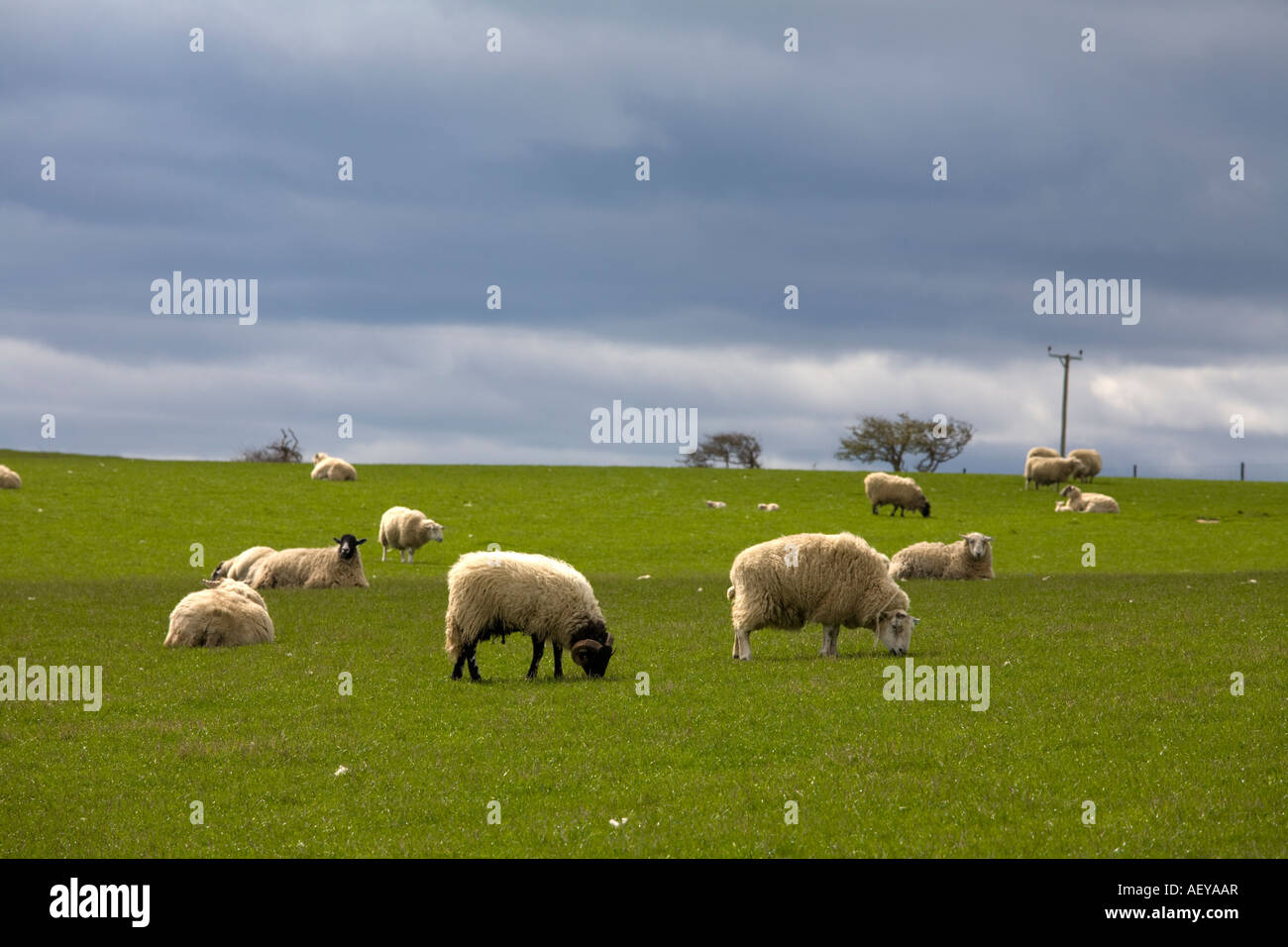 Field of Sheep grazing Stock Photo - Alamy