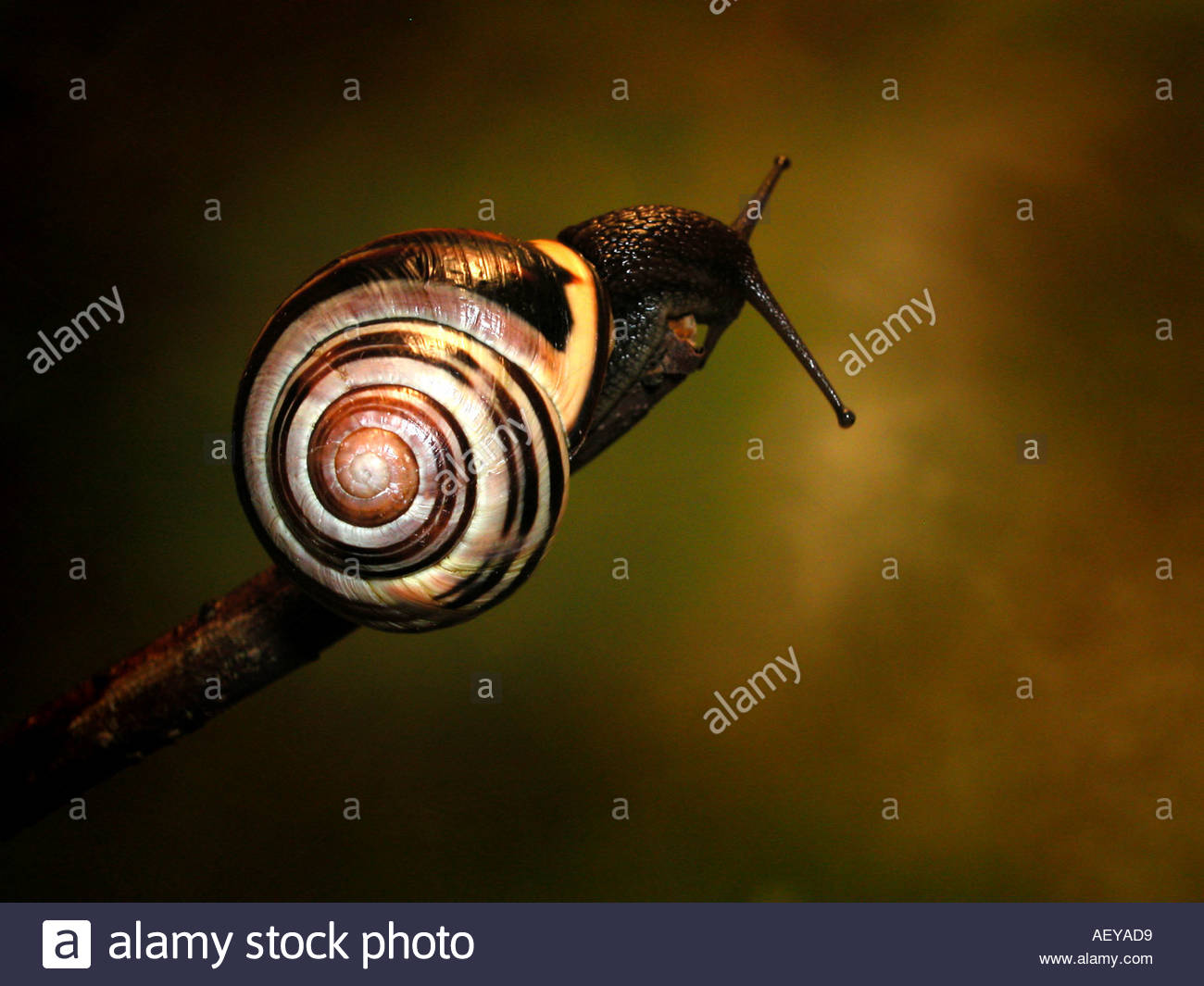 Banded Wood Snail High Resolution Stock Photography and Images - Alamy