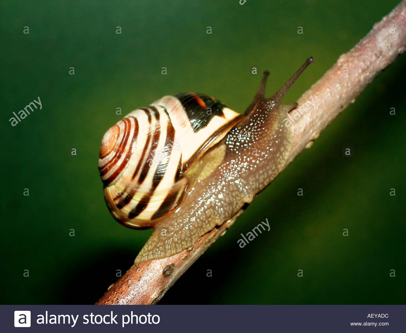 Banded Wood Snail High Resolution Stock Photography and Images - Alamy