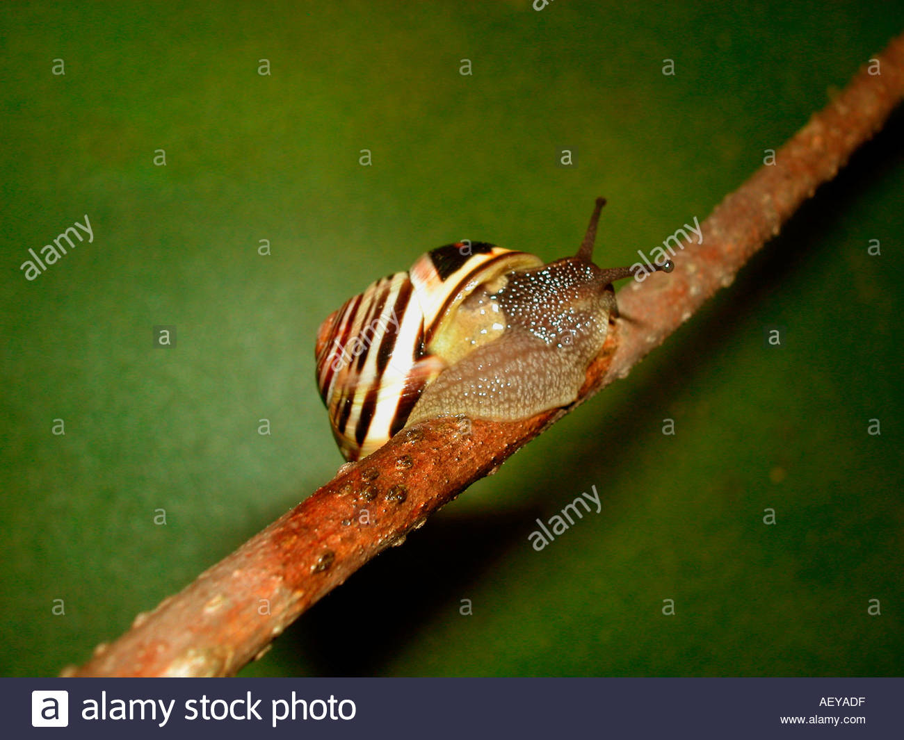 Banded Wood Snail High Resolution Stock Photography and Images - Alamy