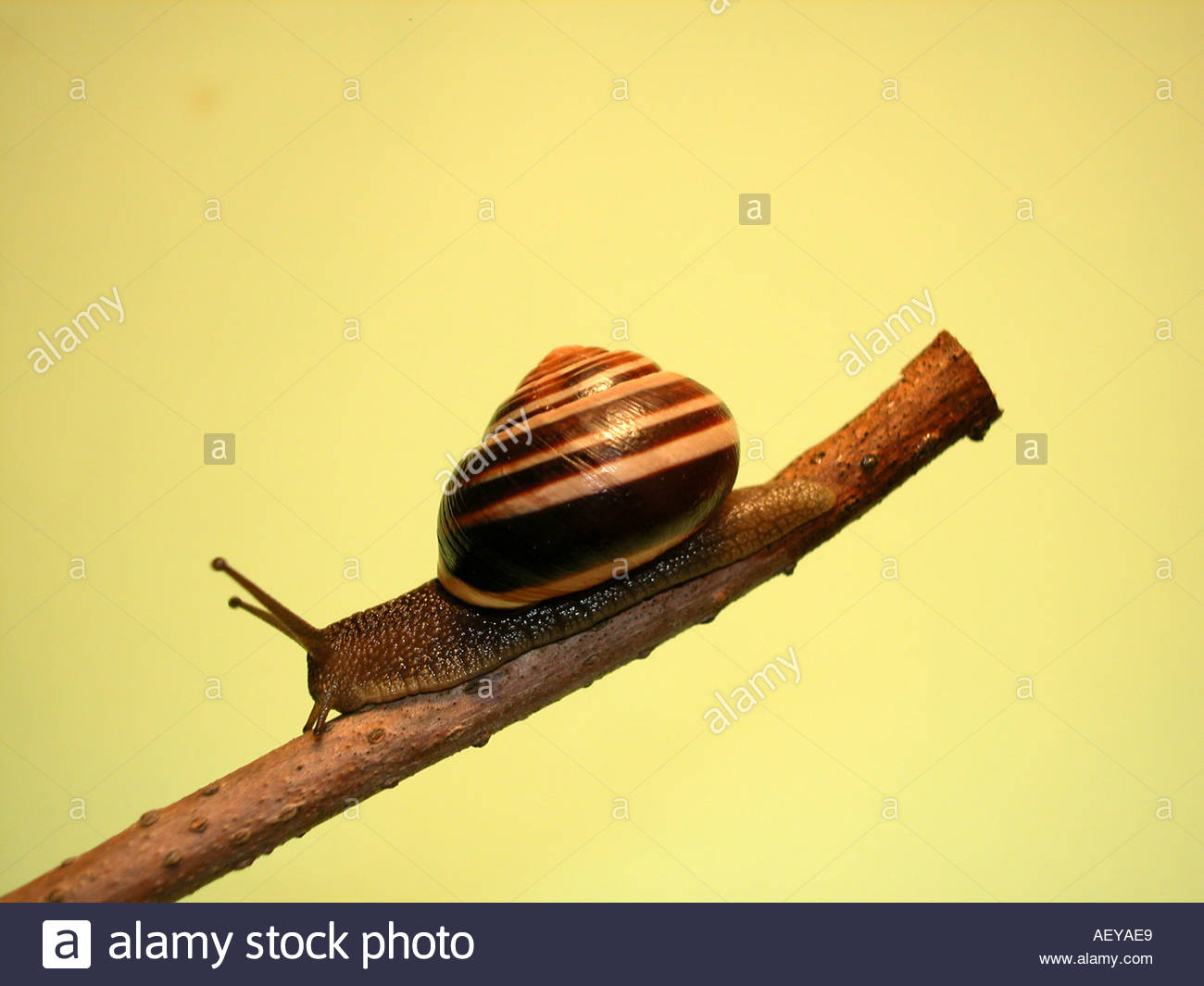 Banded Wood Snail High Resolution Stock Photography and Images - Alamy