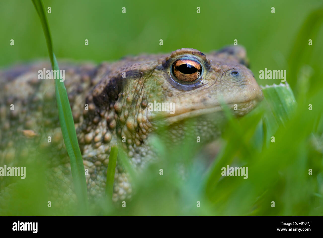 Common Toad in grass Stock Photo - Alamy
