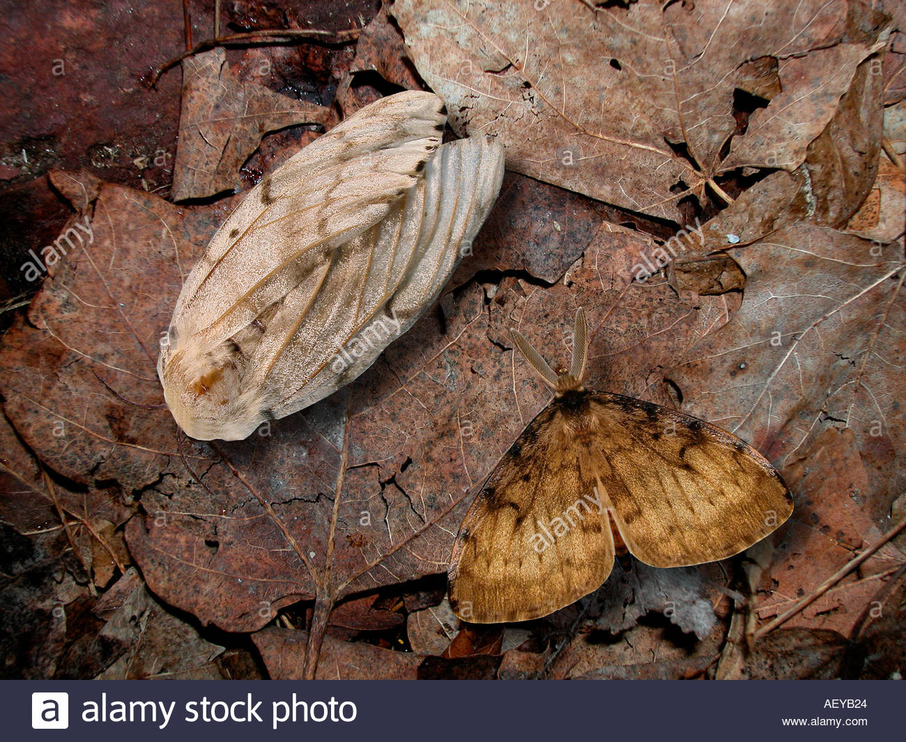Gypsy Moths Stock Photos & Gypsy Moths Stock Images - Alamy
