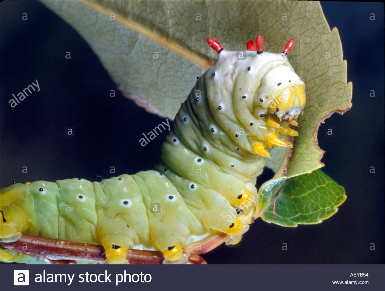 Promethea High Resolution Stock Photography and Images - Alamy