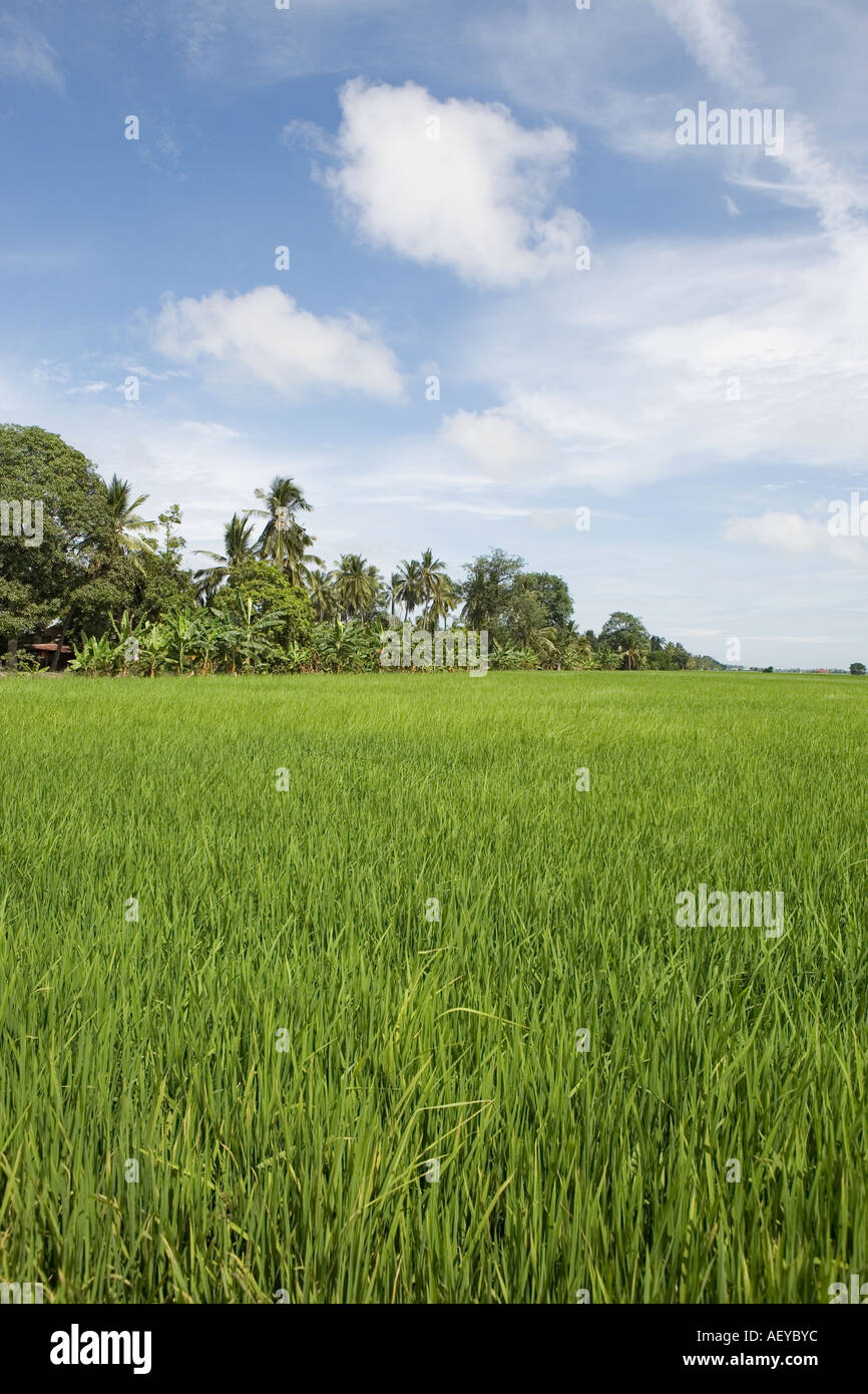 Padi field sekinchan malaysia sekinchan hi-res stock photography and ...