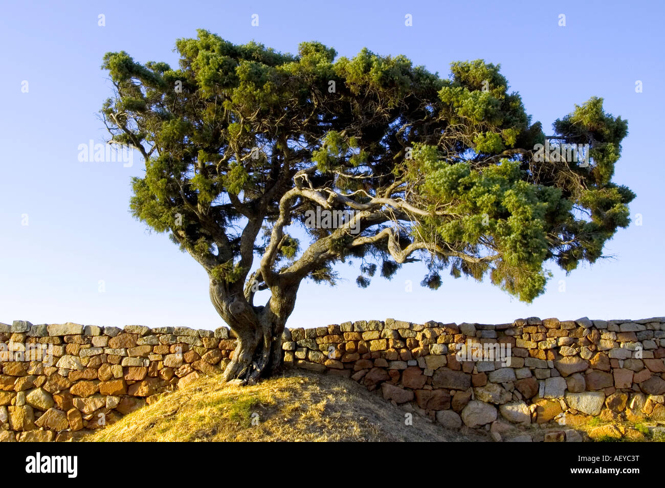 centuries old juniper and stones wall Stock Photo - Alamy