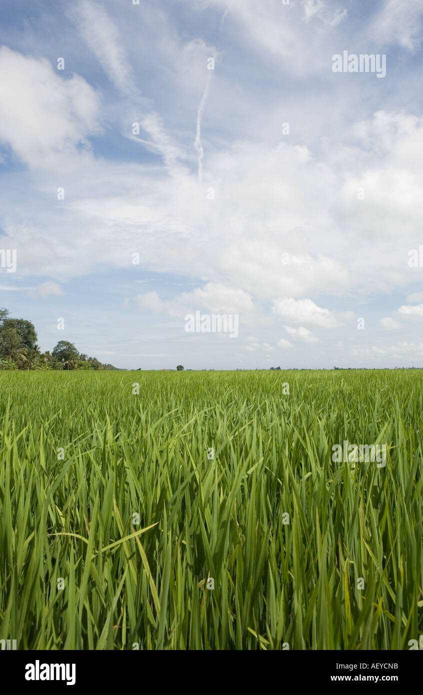 Padi field sekinchan malaysia sekinchan hi-res stock photography and ...