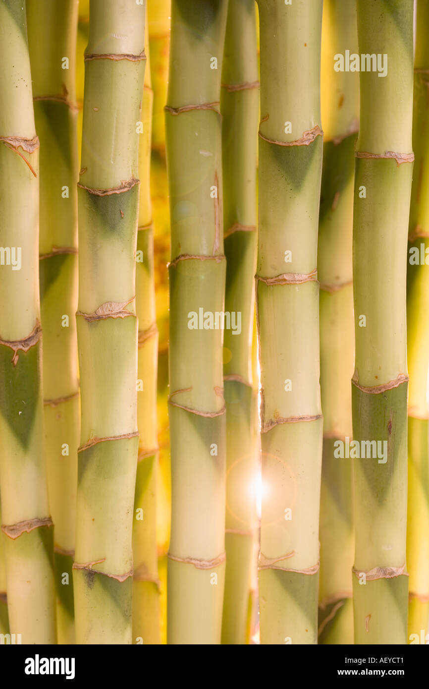 Bamboo shoots close up hi-res stock photography and images - Alamy