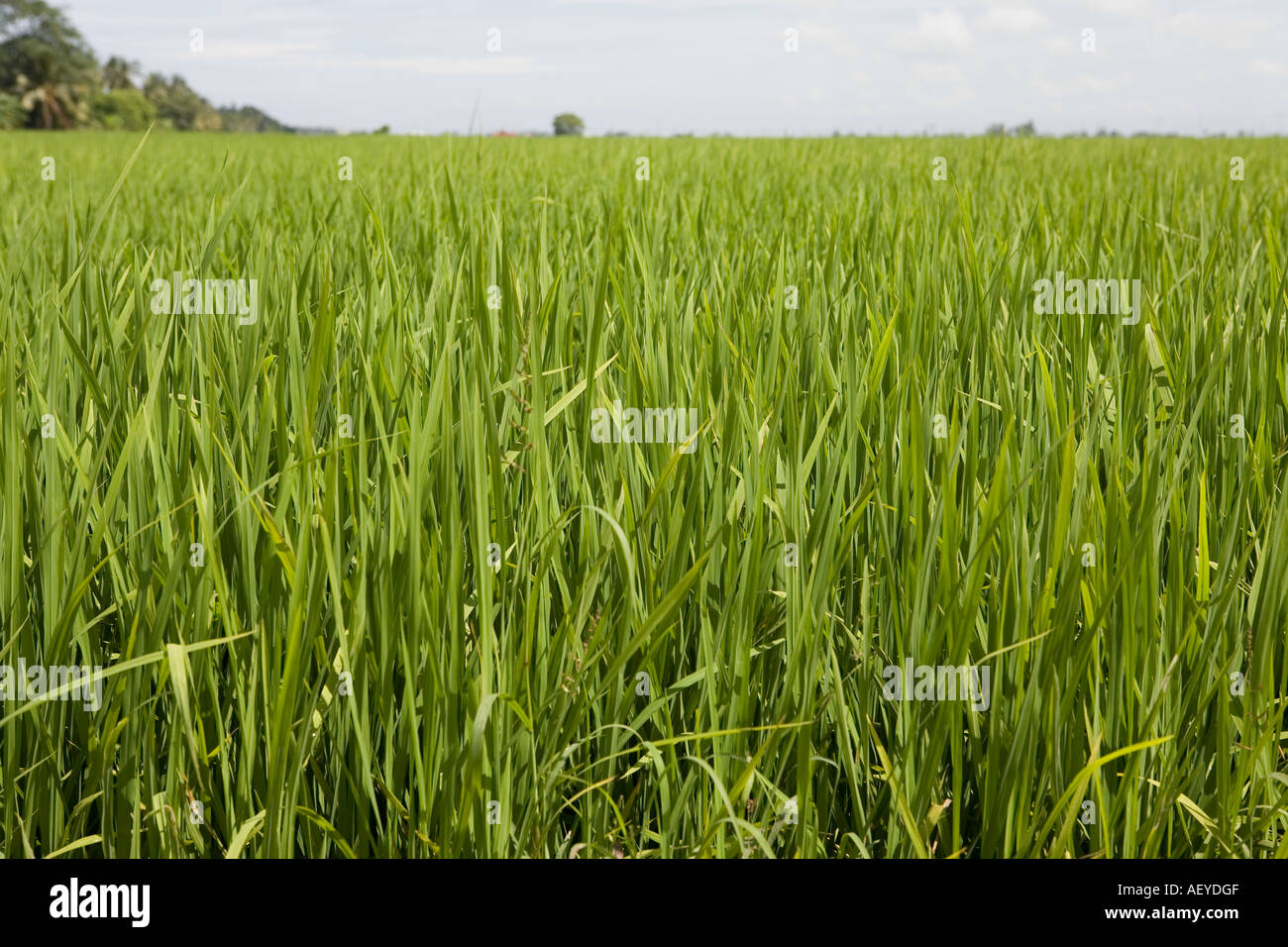 Padi fields in Sekinchan, Malaysia Stock Photo - Alamy