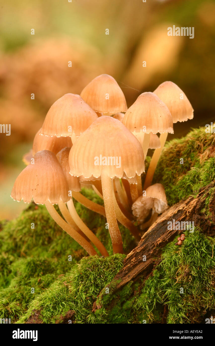 Mycena inclinata uk hi-res stock photography and images - Alamy