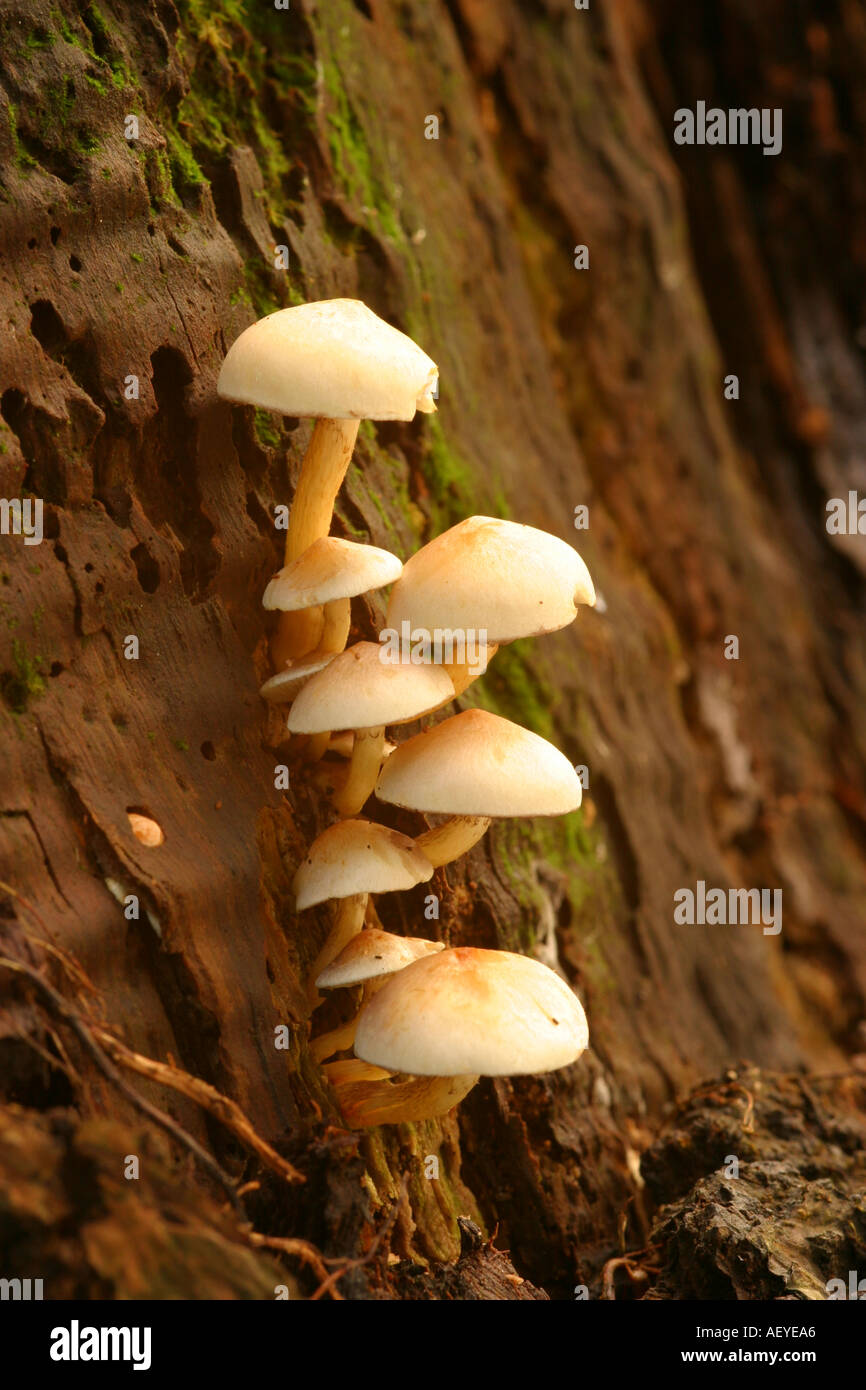 Tuft of leaves hi-res stock photography and images - Alamy