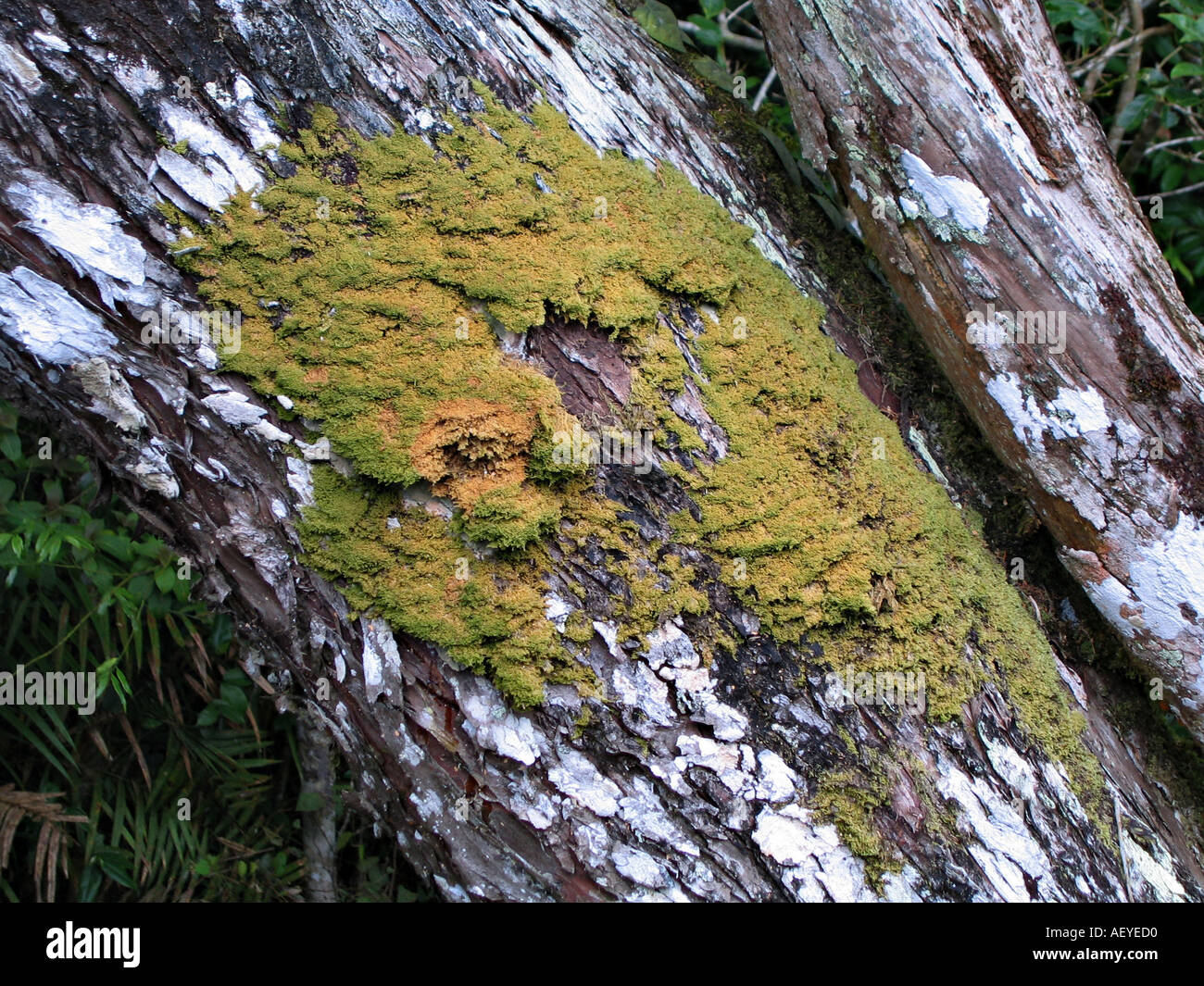Flora on mount kinabalu hi-res stock photography and images - Alamy