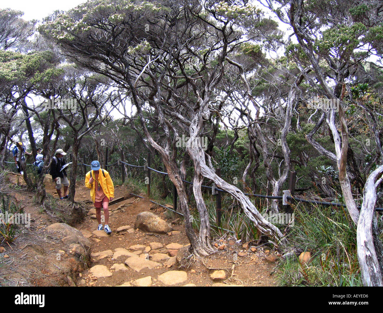 Trekkers moving through cloud forest on the Summit Trail on Mount ...