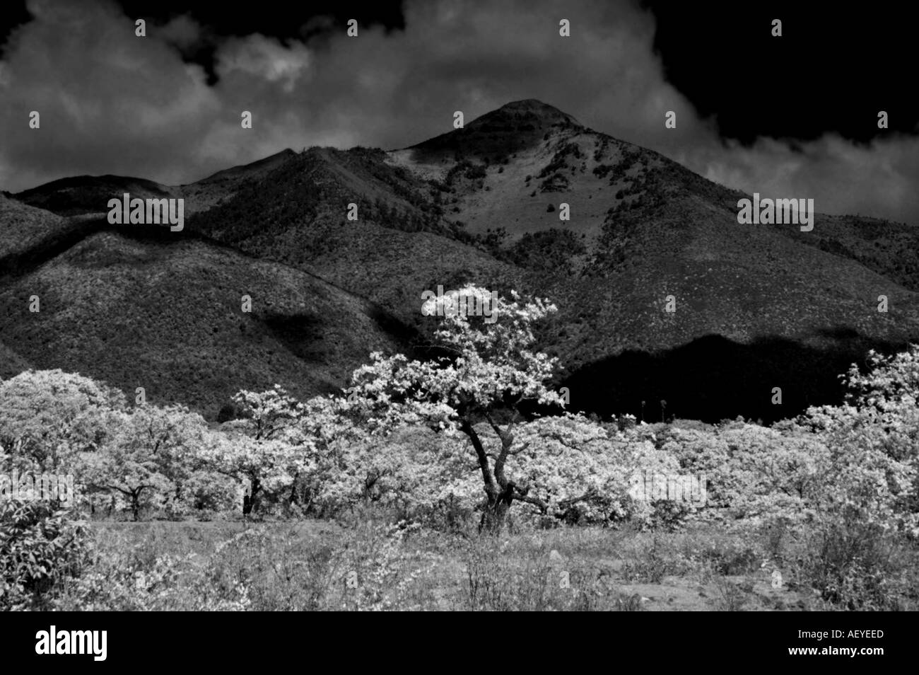 Lone tree china hi-res stock photography and images - Alamy