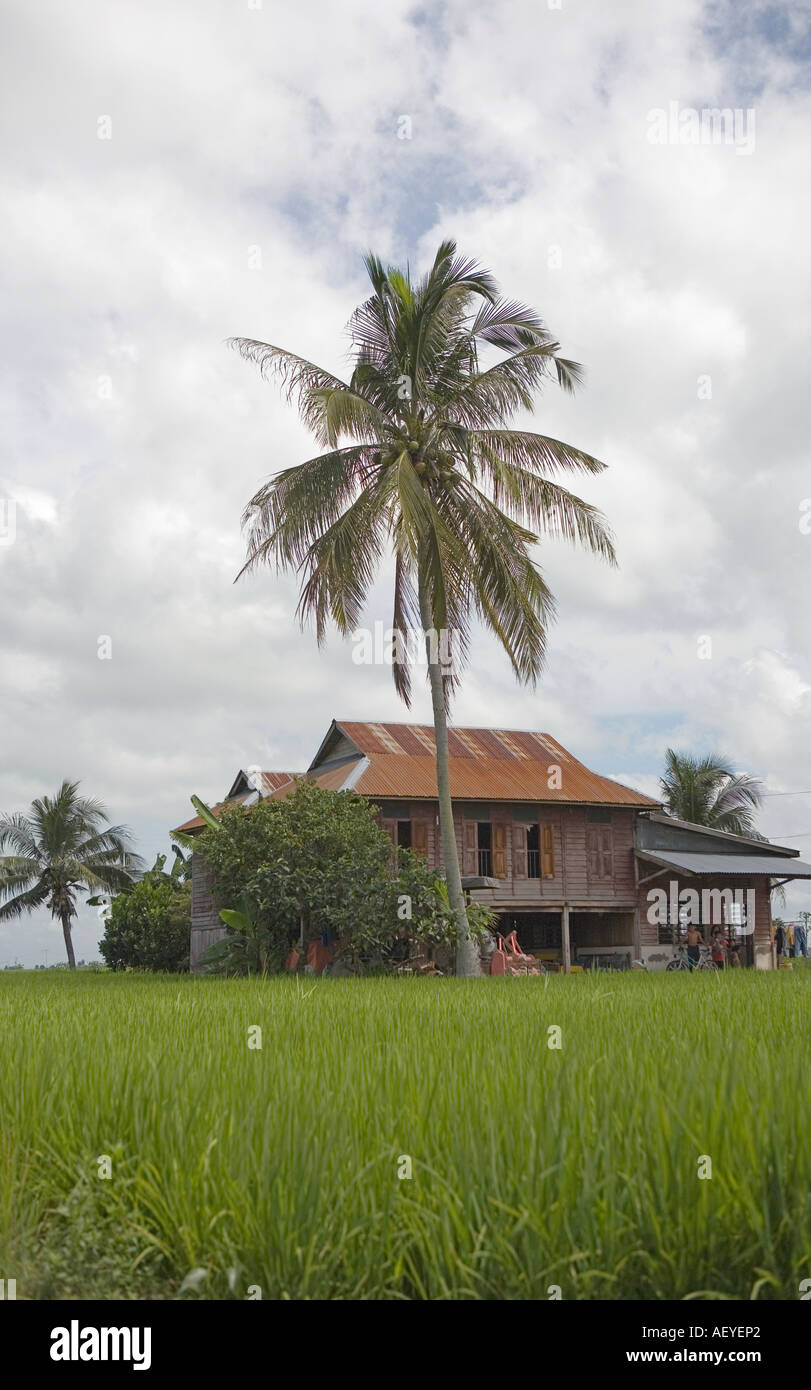 Padi field sekinchan malaysia sekinchan hi-res stock photography and ...
