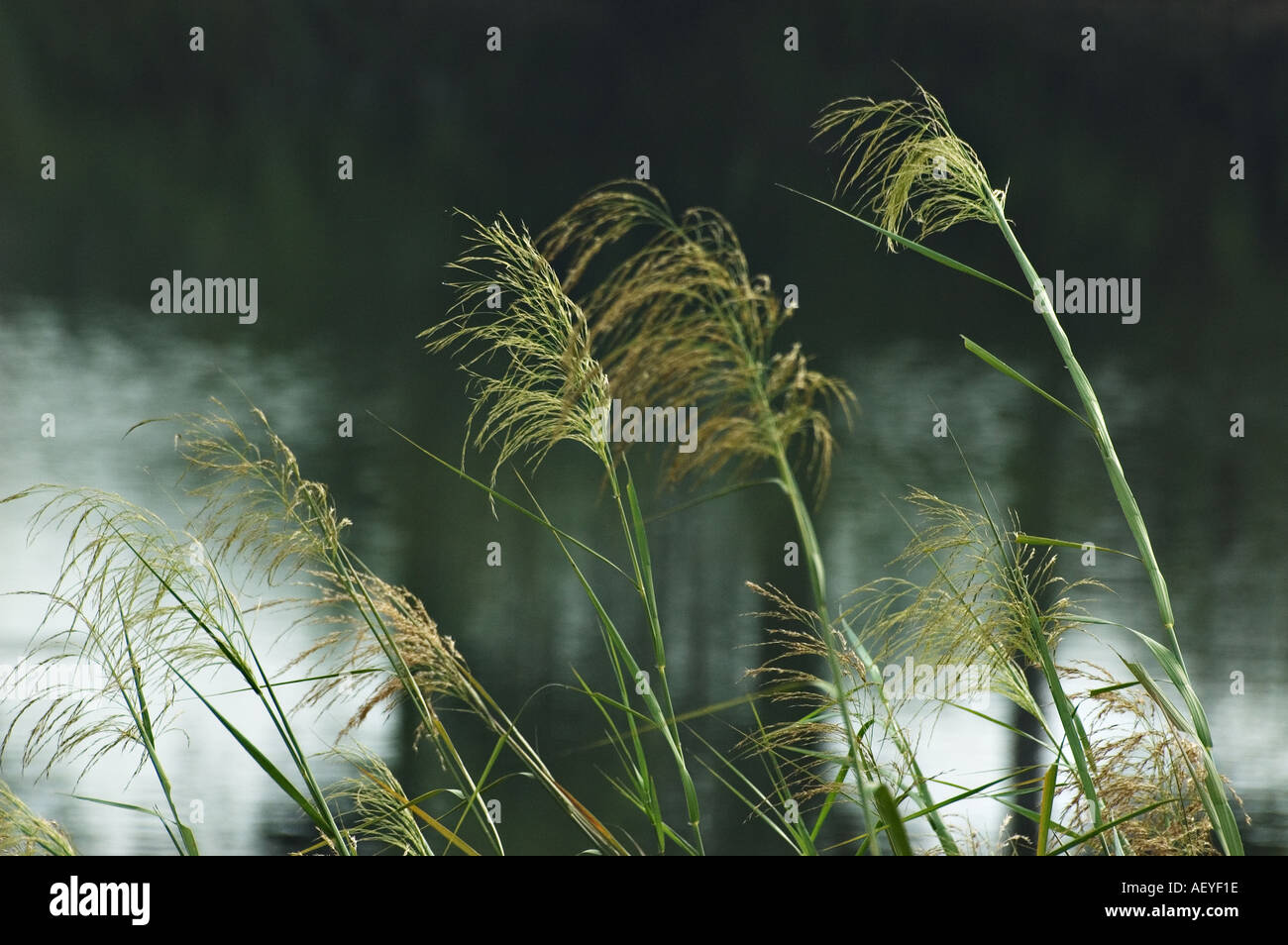 Weeds by the lake Stock Photo - Alamy
