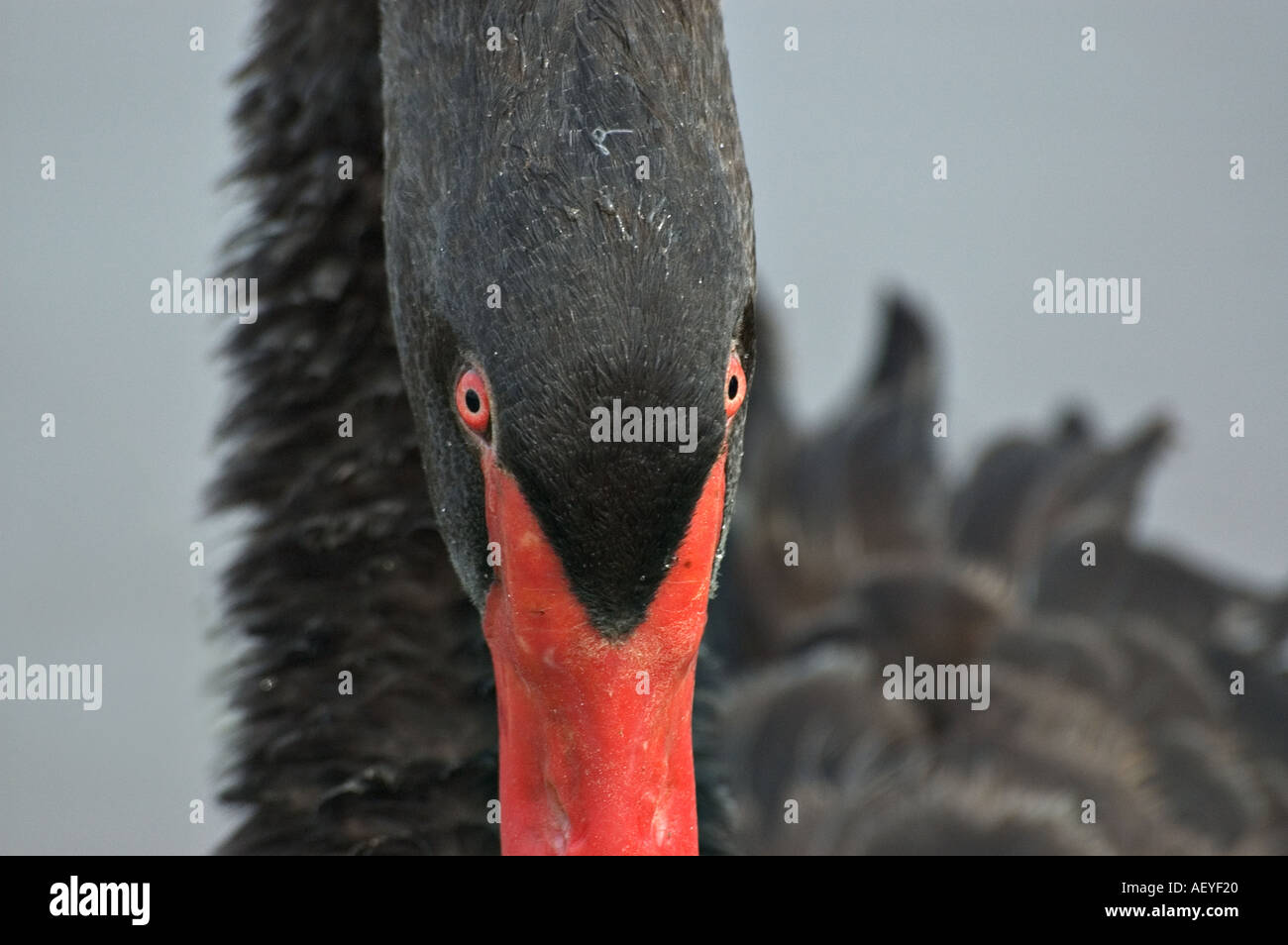 Black goose with red beak Stock Photo - Alamy