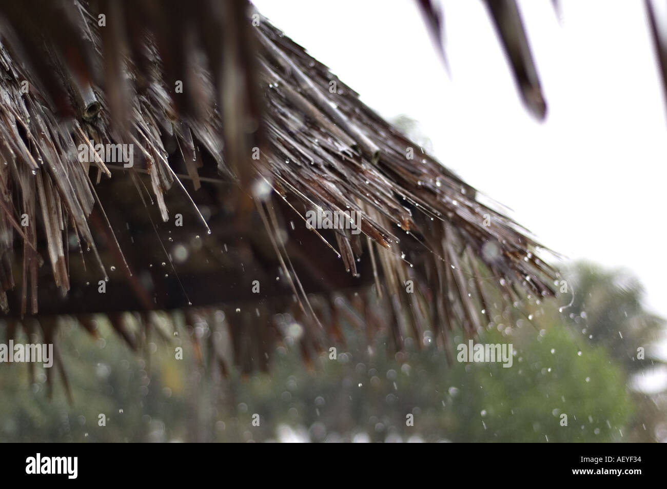 Rain drops falling from thatch roof Stock Photo - Alamy