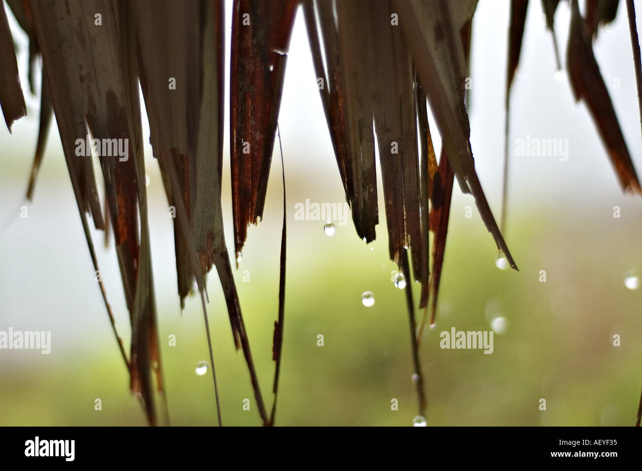 Rain drops falling from thatch roof Stock Photo - Alamy