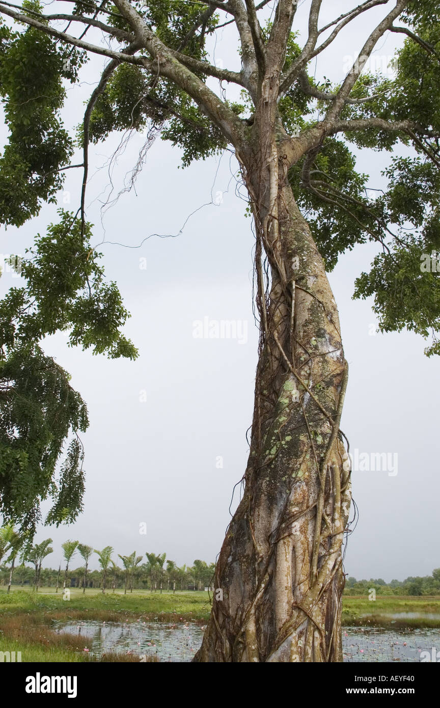 Tree with gnarled bark and vines growing all around its trunk, in Paya ...