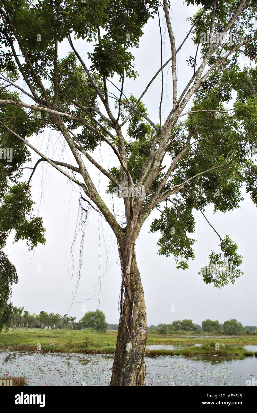 Vines around tree hi-res stock photography and images - Alamy