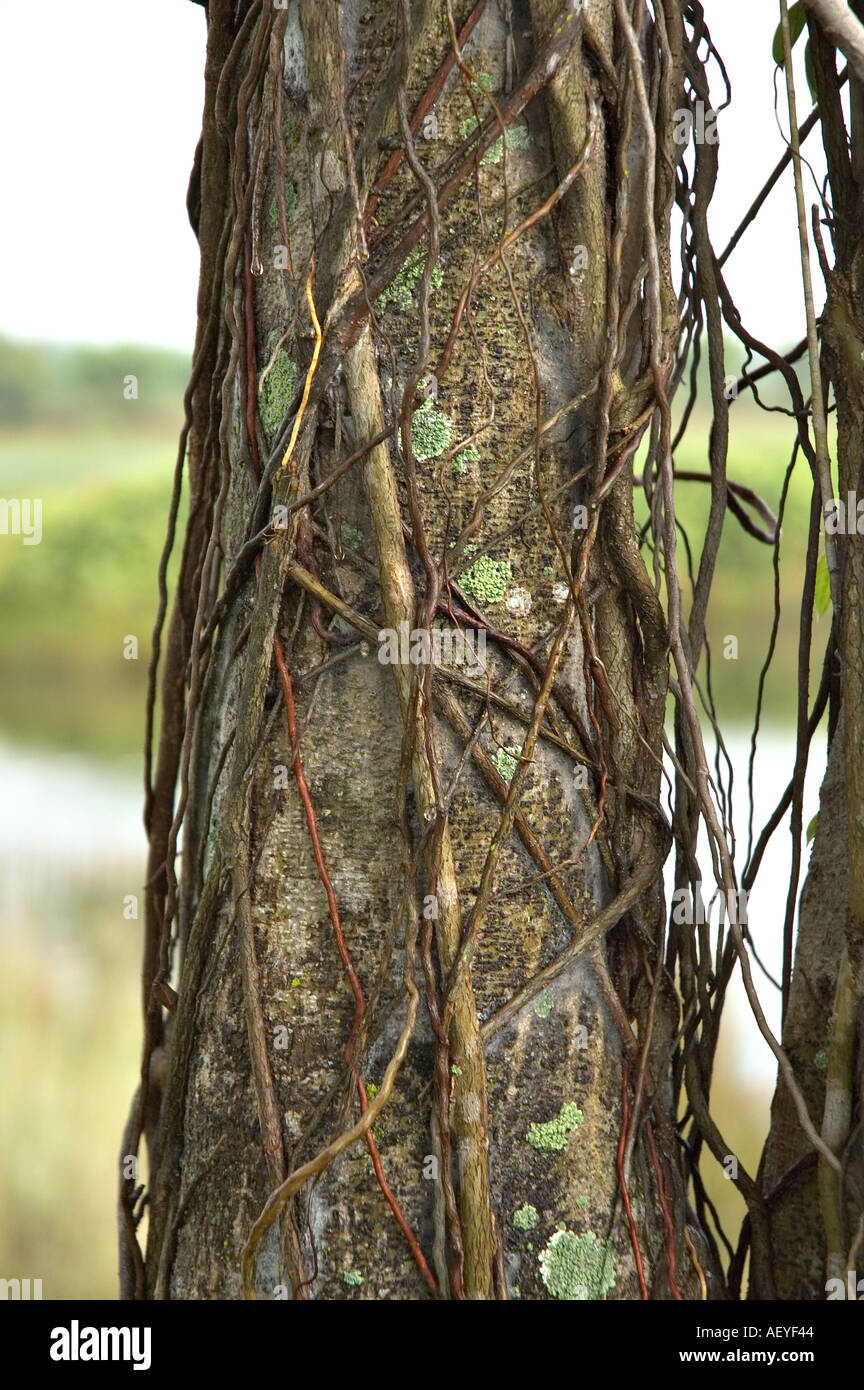 Gnarled tree trunk and vines in Paya Indah Wetlands, Malaysia Stock ...