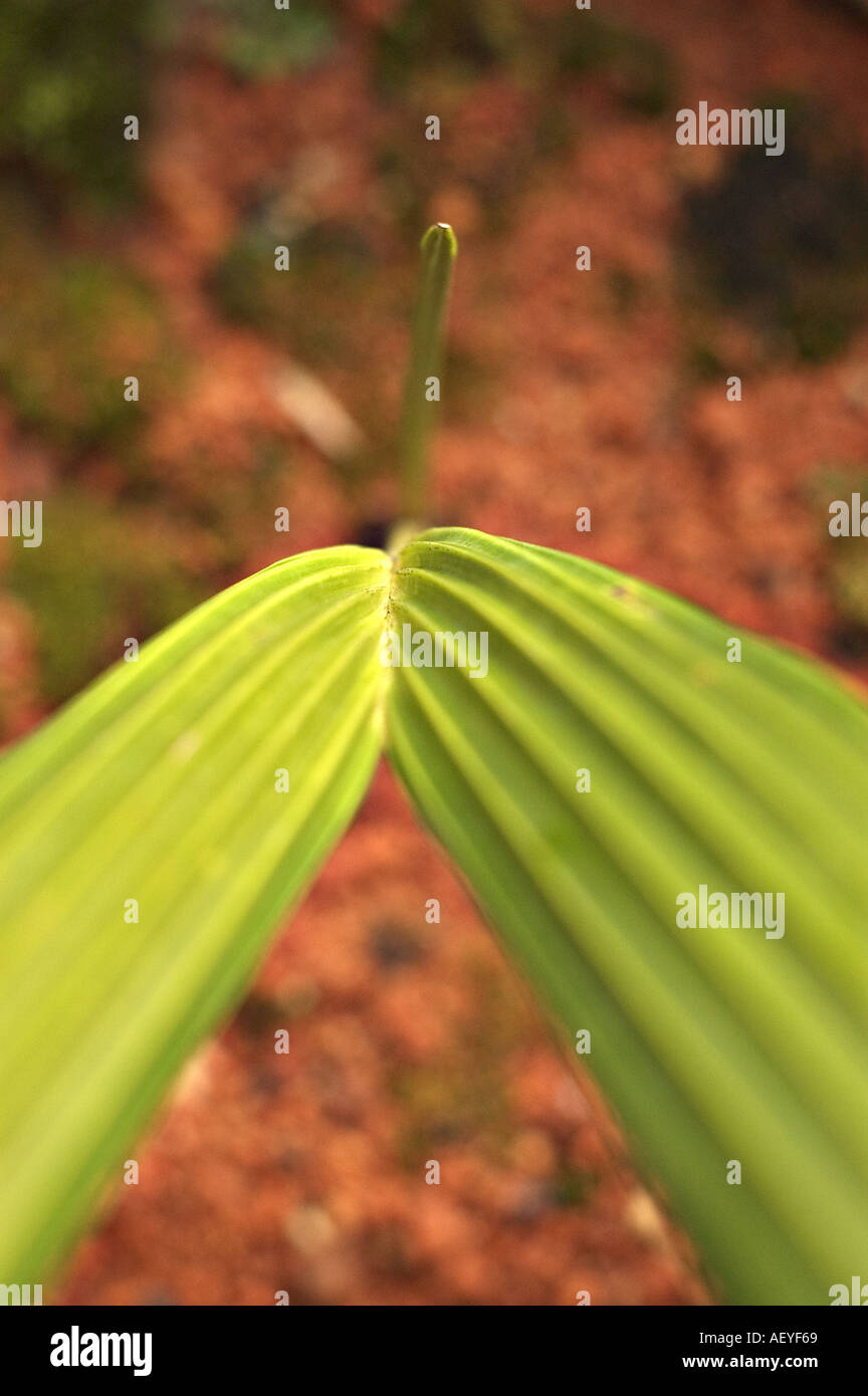 Green plant and orange soil Stock Photo - Alamy