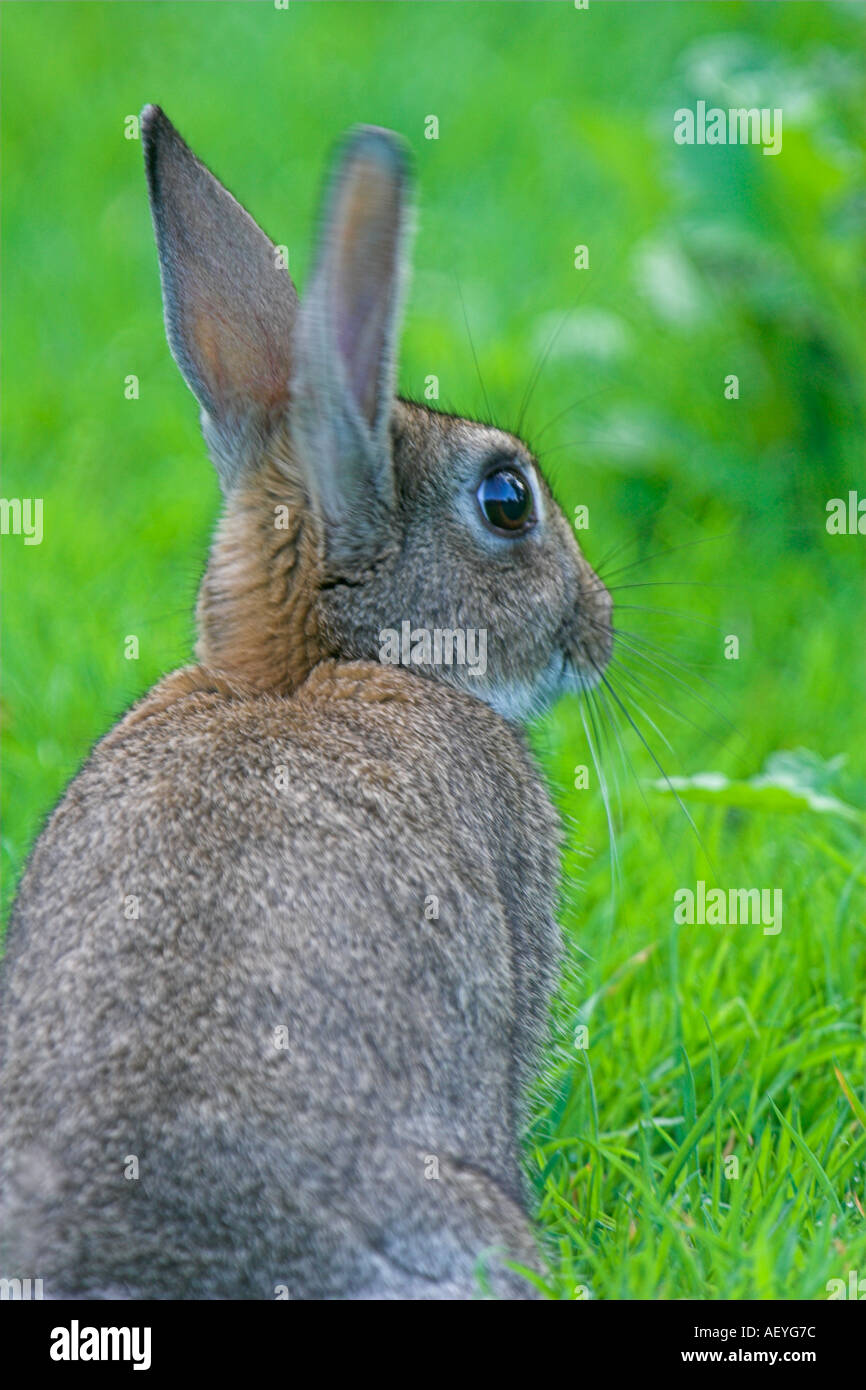Twitchy nose rabbit hi-res stock photography and images - Alamy