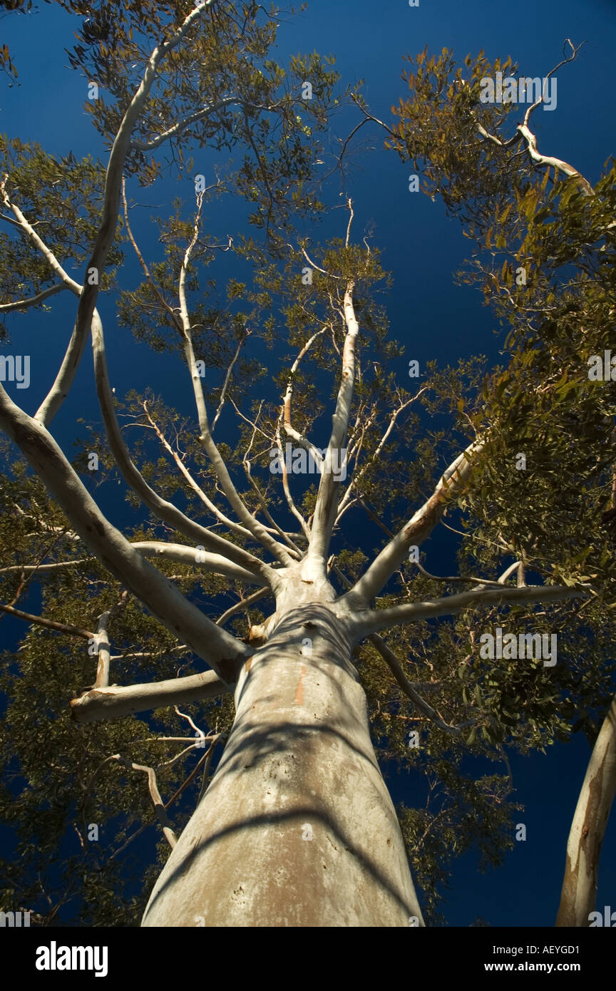 Eucalyptus Eucalypt Gum tree Australia Stock Photo - Alamy