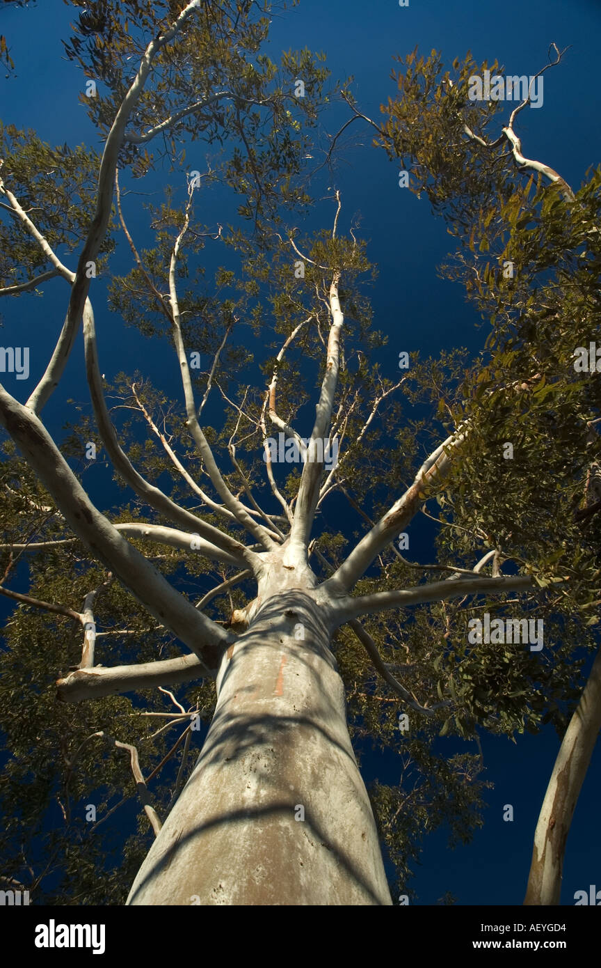 Eucalyptus Eucalypt Gum tree Australia Stock Photo - Alamy