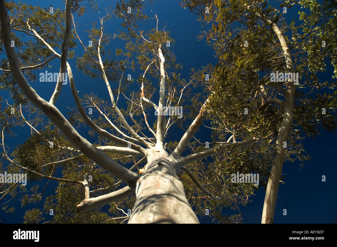 Eucalyptus Eucalypt Gum tree Australia Stock Photo - Alamy