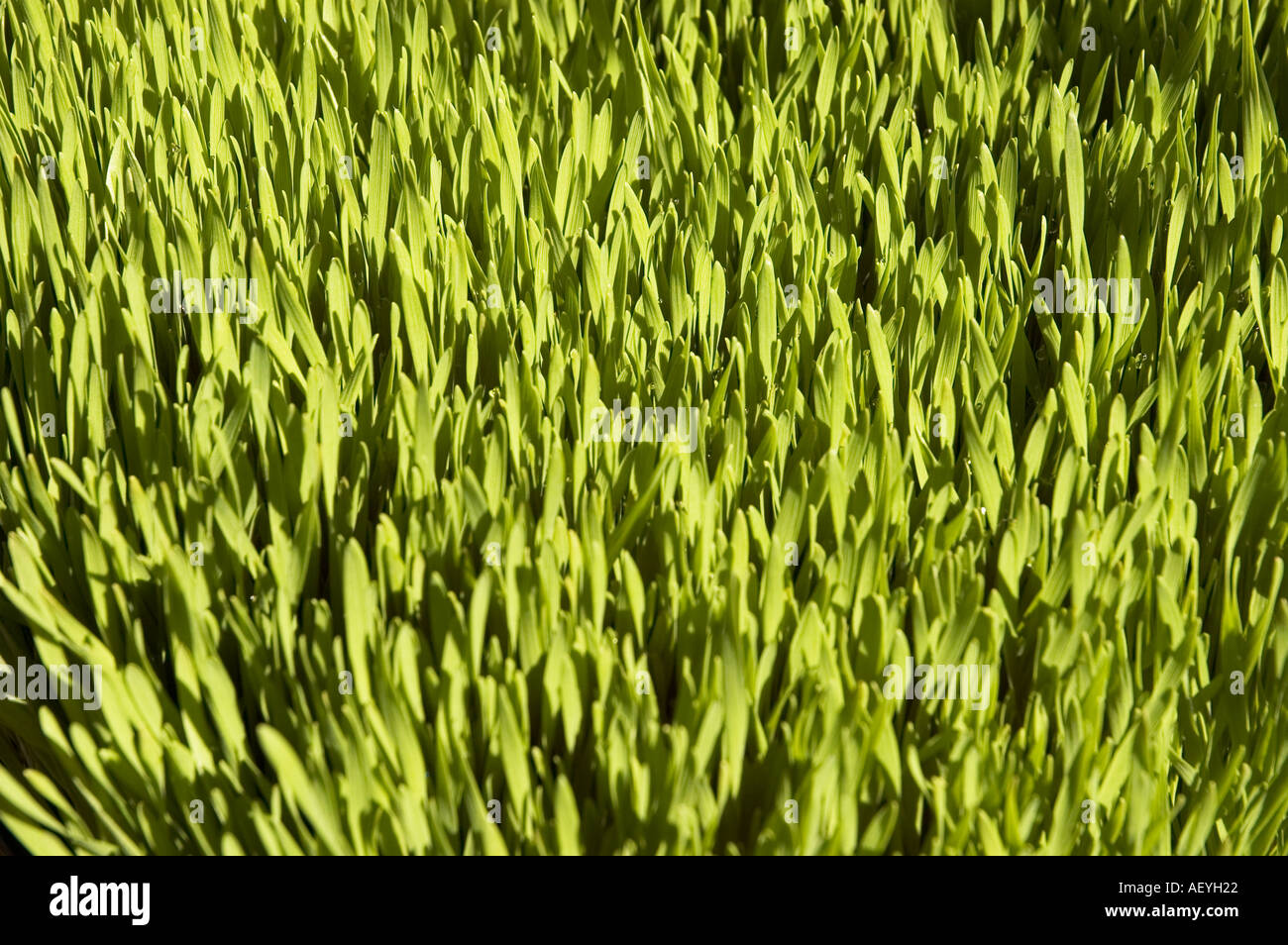 Wheat grass shoots ready for harvesting and Juicing for health drink ...