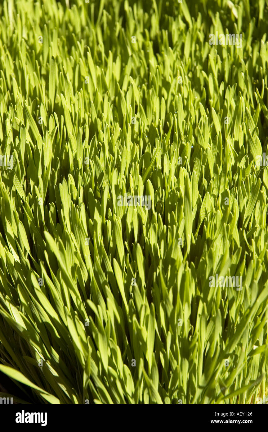 Wheat grass shoots ready for harvesting and Juicing for health drink ...